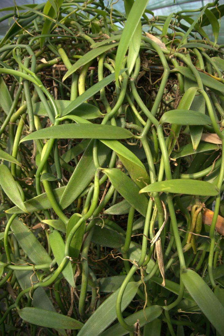 Vanilla production in a plastic greenhouse - Horti Generation