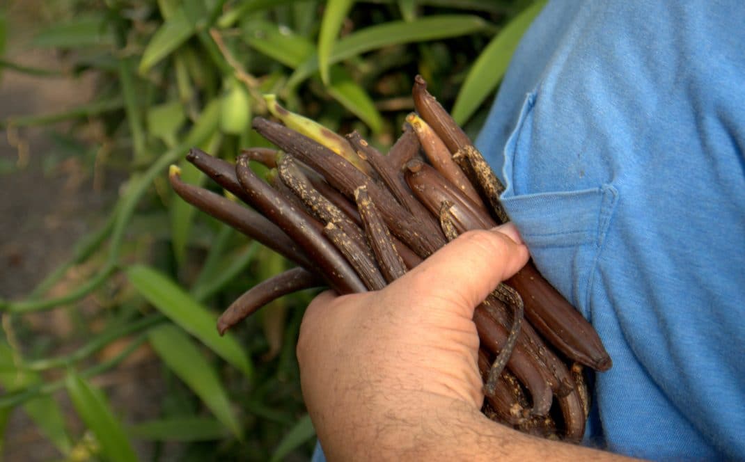 Vanilla production in a plastic greenhouse - Horti Generation