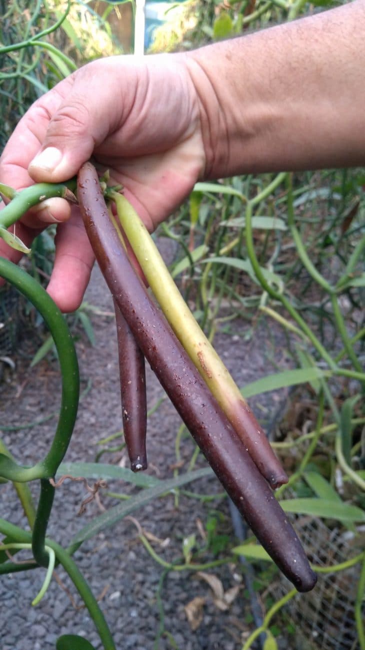 Vanilla production in a plastic greenhouse - Horti Generation