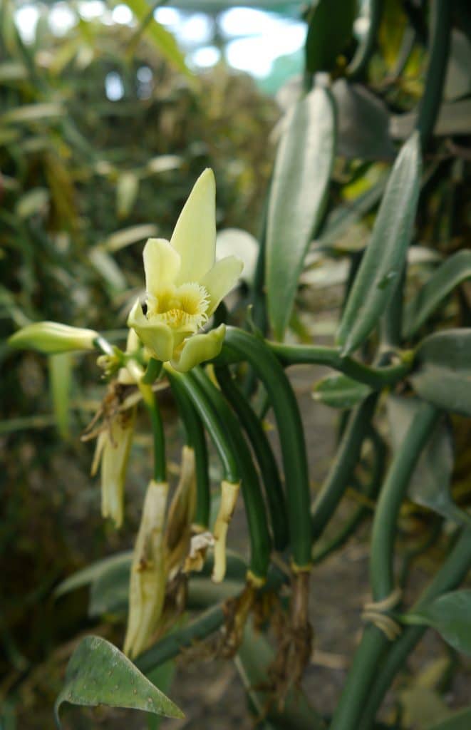Growing vanilla in a greenhouse system in Tahiti - Horti Generation