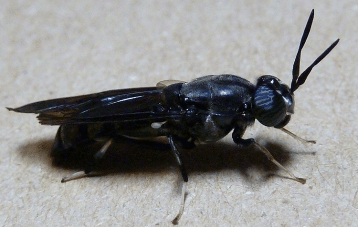 Animal feed revolution: black soldier fly growing under greenhouses ...