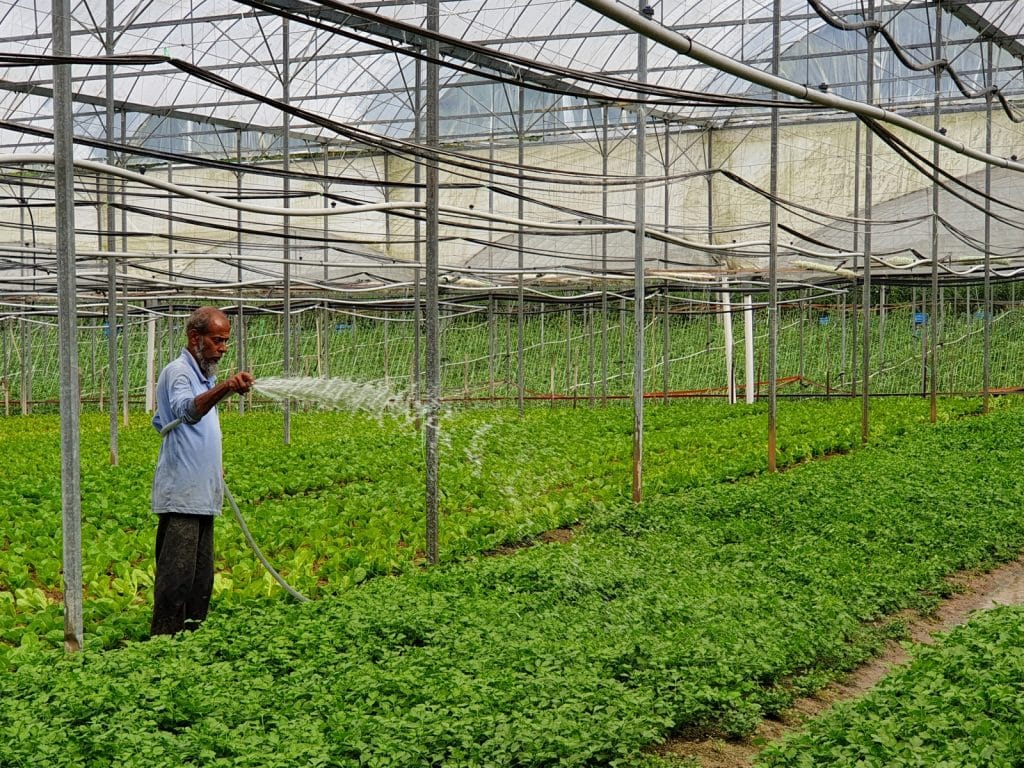 Horticulture in the Cameron Highlands, Malaysia - Horti Generation