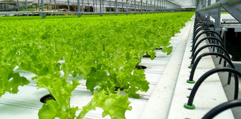 Ultrasonic algae control technology in horticulture - Horti Generation