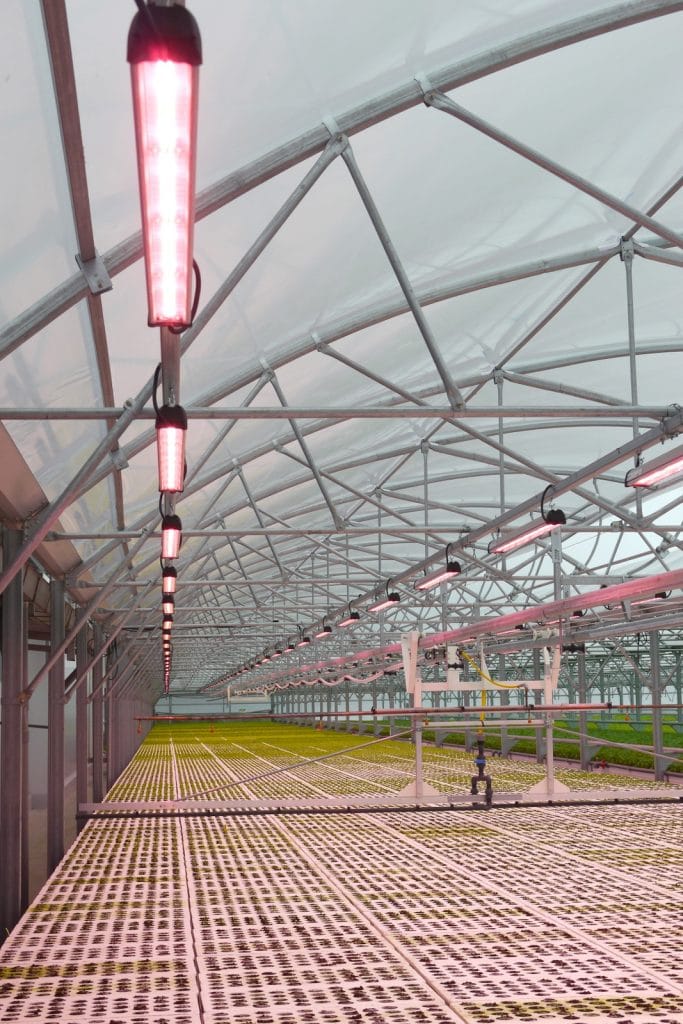 Daily Light Integral (DLI): lighting introduction - Horti Generation
