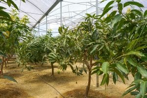 Mango trees cultivation under greenhouse conditions - Horti Generation