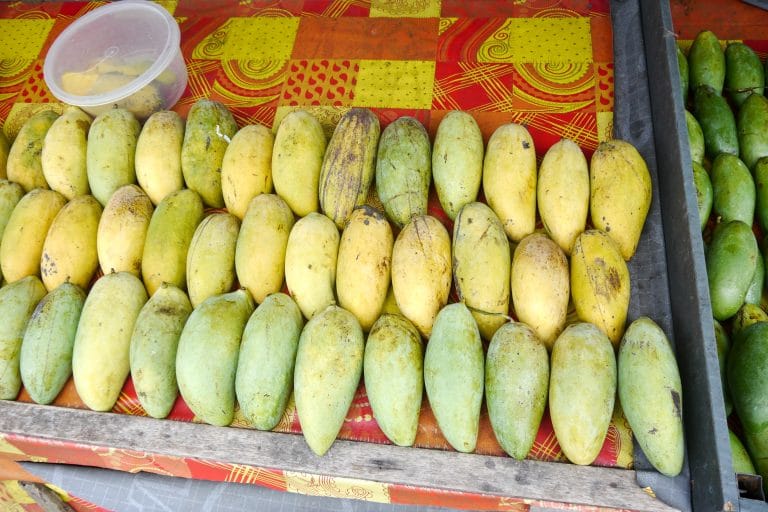 Mango trees cultivation under greenhouse conditions - Horti Generation