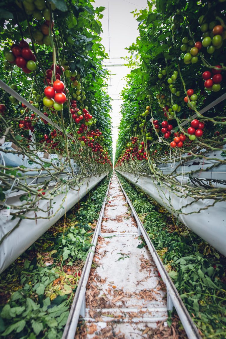 Cultivo de tomates en invernaderos modernos - Horti Generation