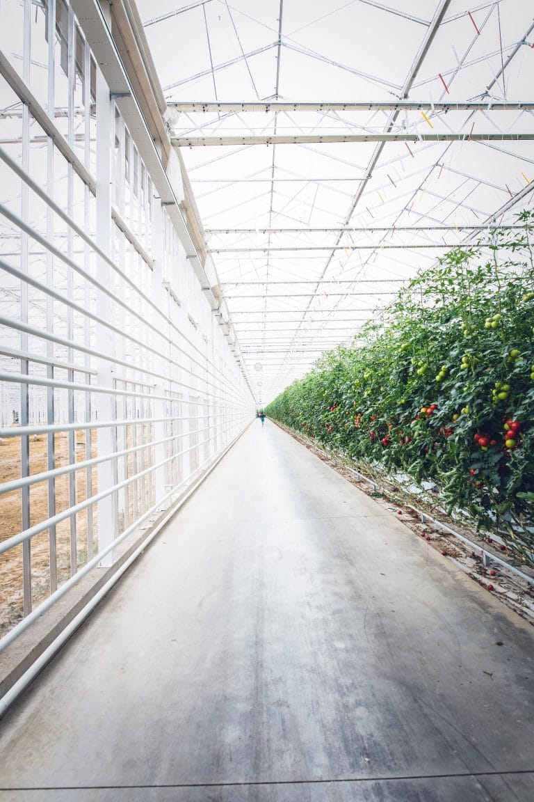 Culture de la tomate sous serres modernes - Horti Generation