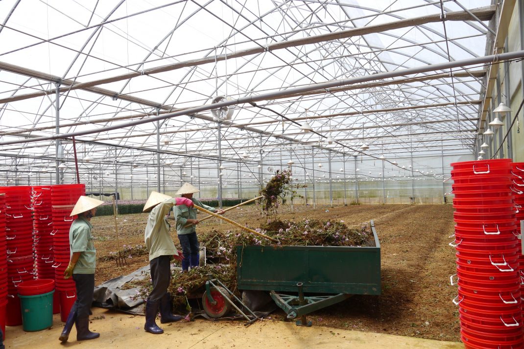 Review of 5 years spent in the greenhouses and horticulture industry in ...