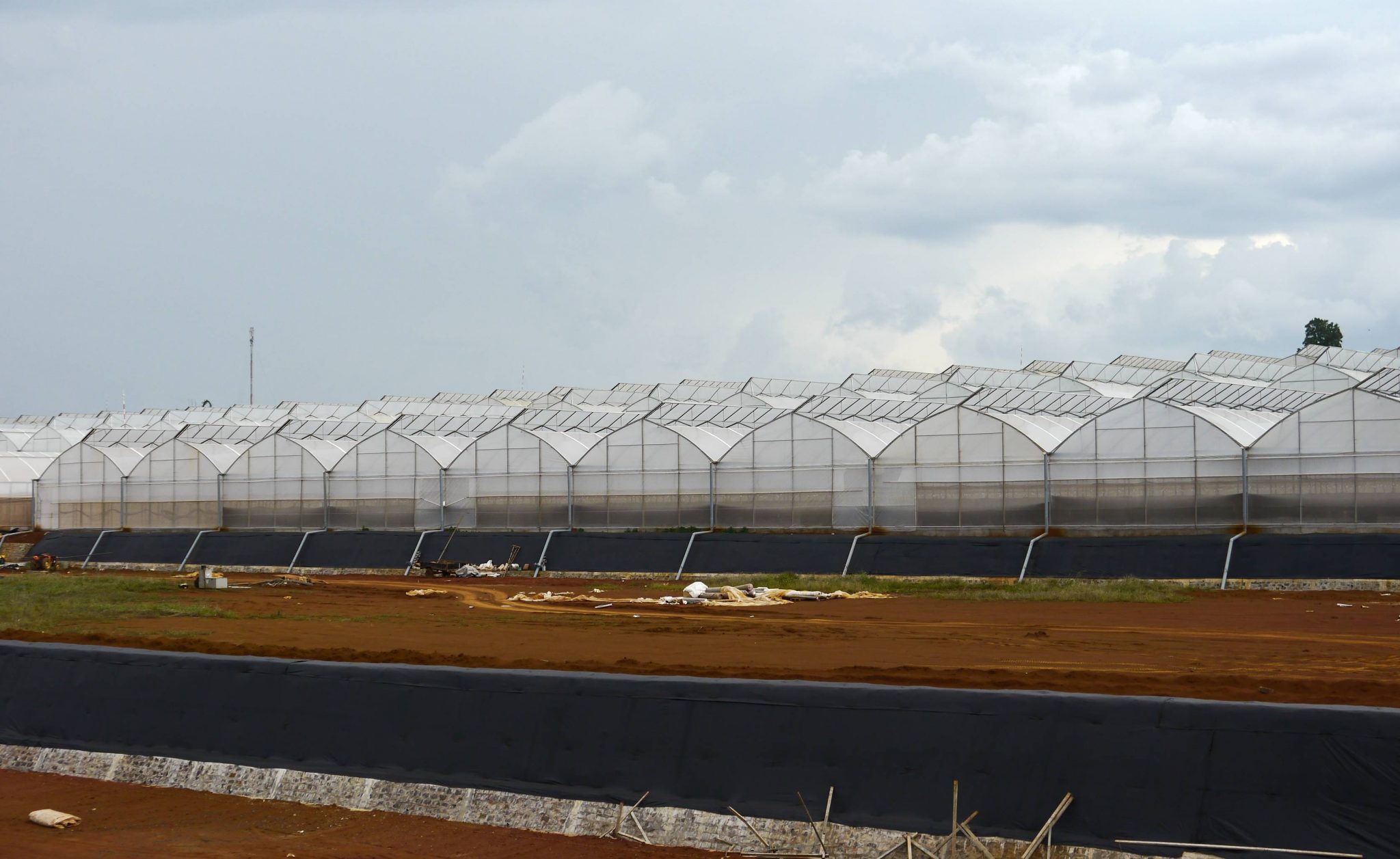 Review of 5 years spent in the greenhouses and horticulture industry in ...