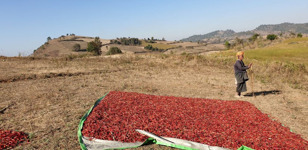 Traditional agriculture in Myanmar (Burma) - Horti Generation