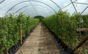 Culture du framboisier en serre : rendements élevés et fruits de ...