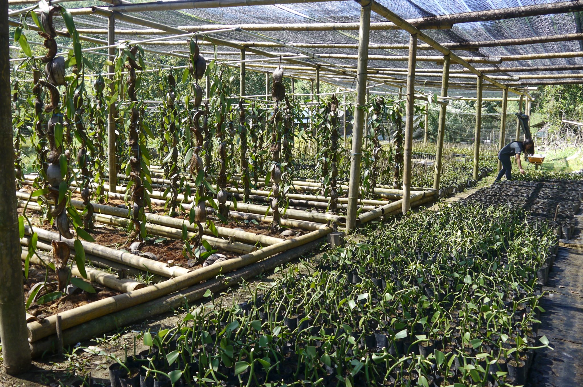 Photo report: Traditional vanilla cultivation in Borneo (Sabah ...