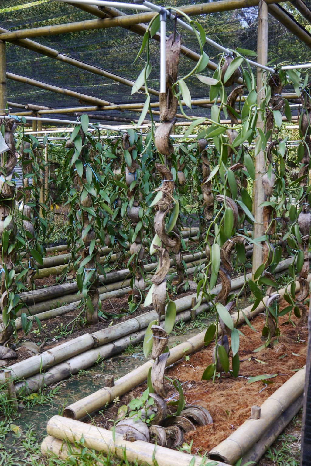 Traditional vanilla cultivation in Borneo (Sabah), Malaysia - Horti ...