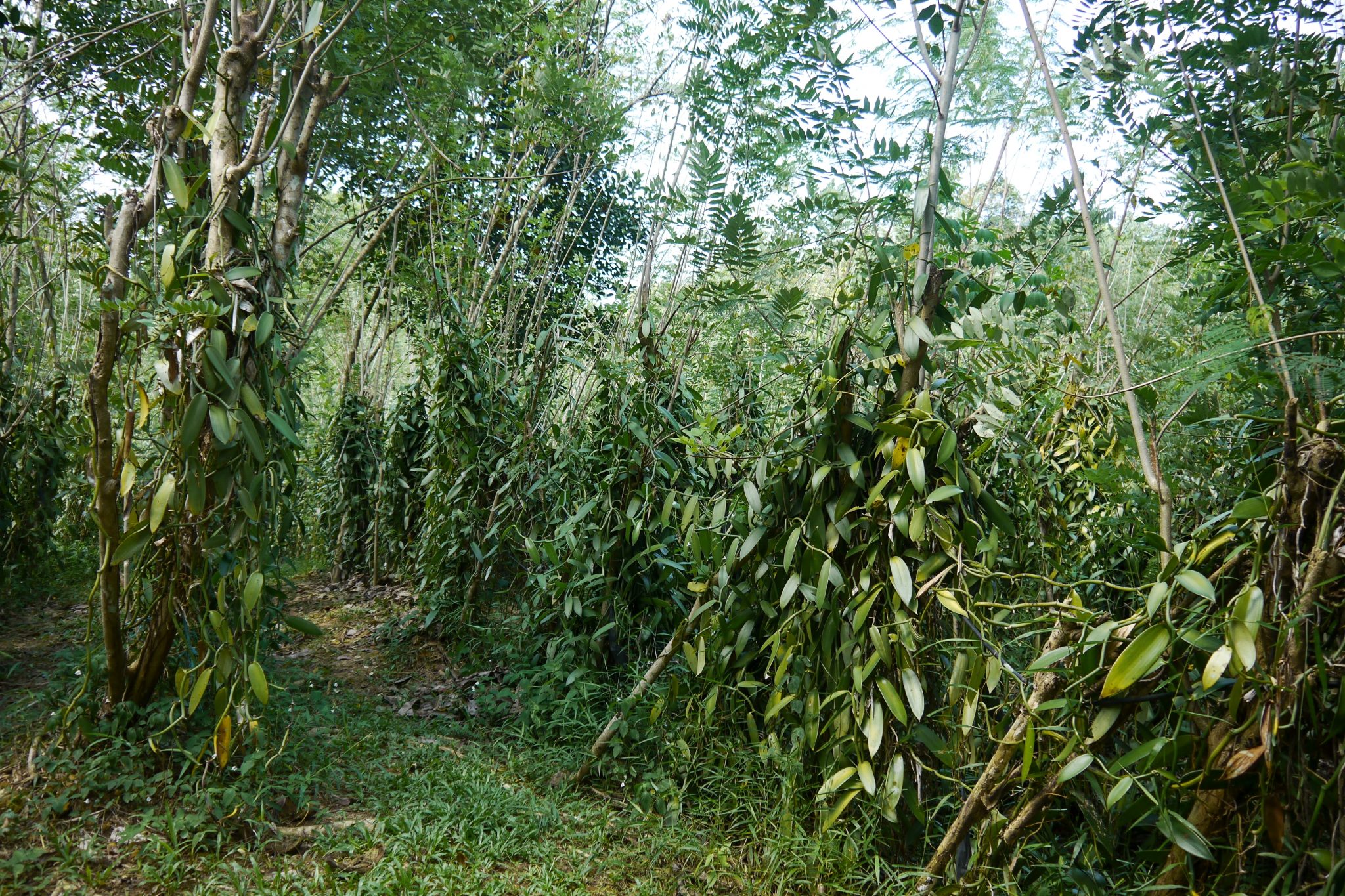 Traditional vanilla cultivation in Borneo (Sabah), Malaysia - Horti ...