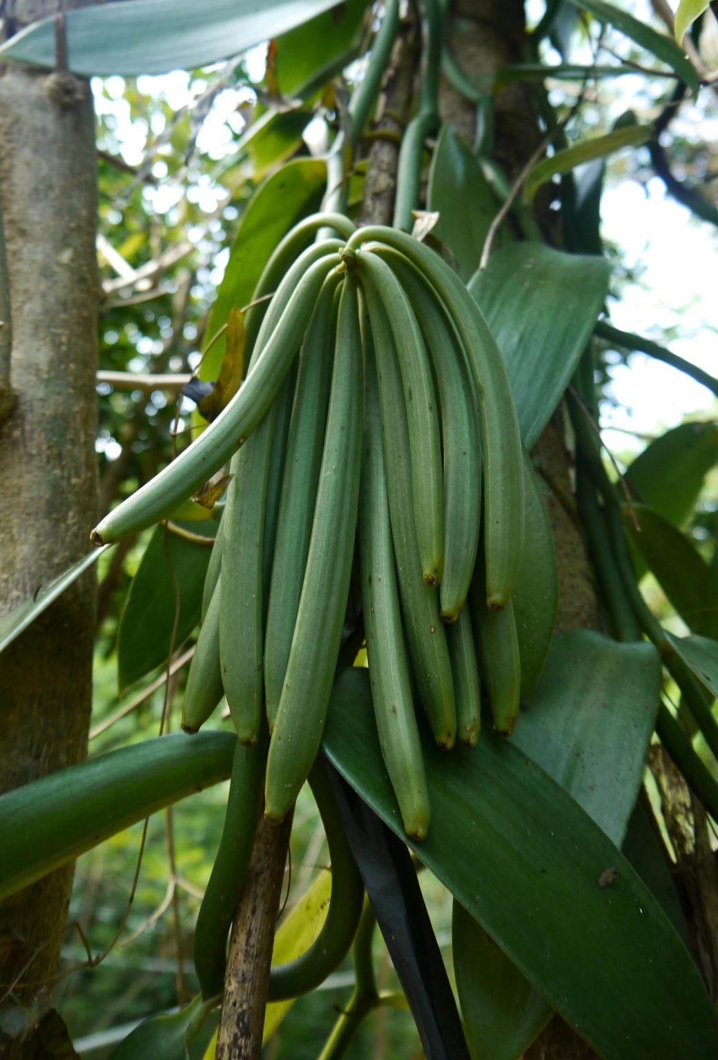 Traditional vanilla cultivation in Borneo (Sabah), Malaysia - Horti ...