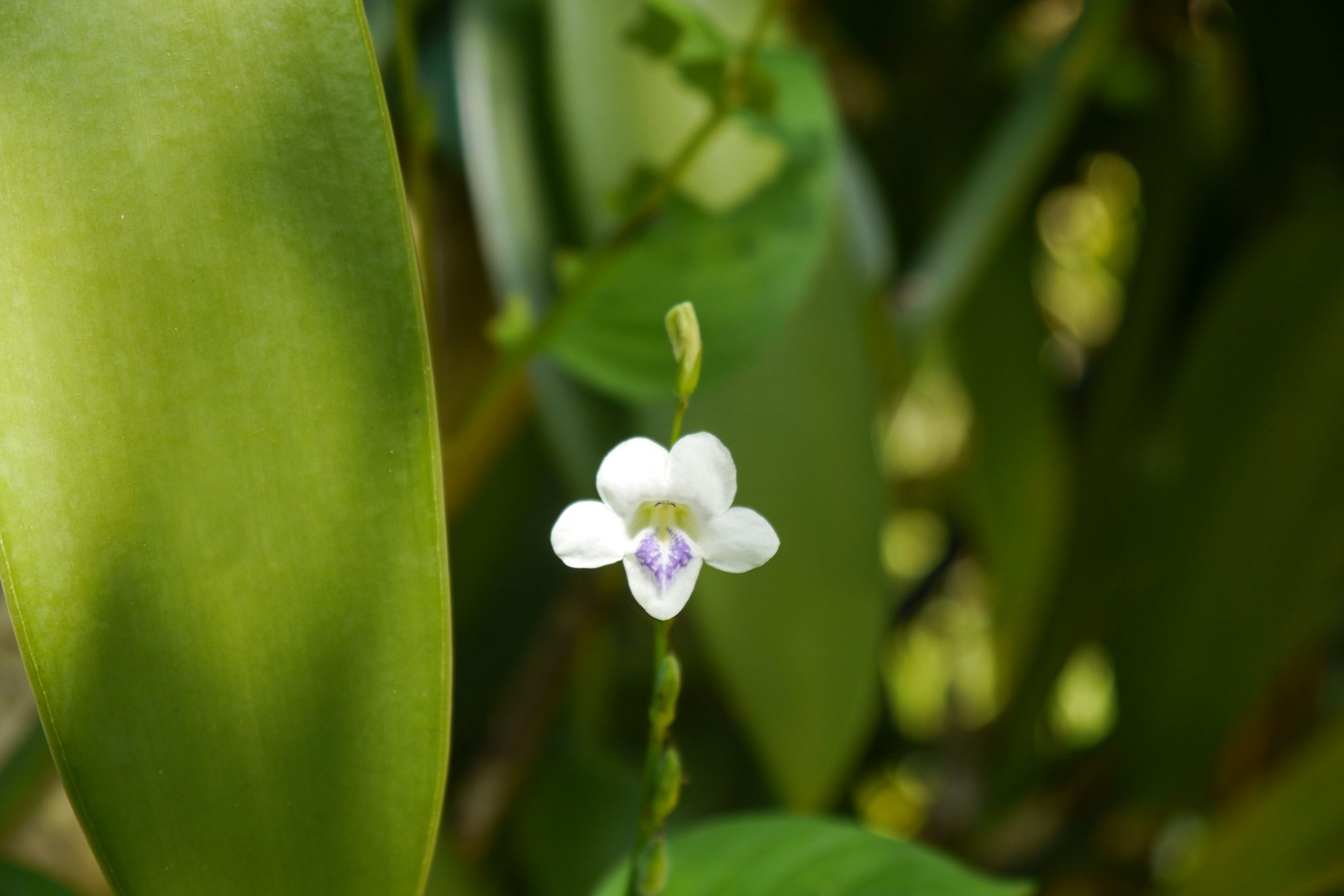 Traditional vanilla cultivation in Borneo (Sabah), Malaysia - Horti ...