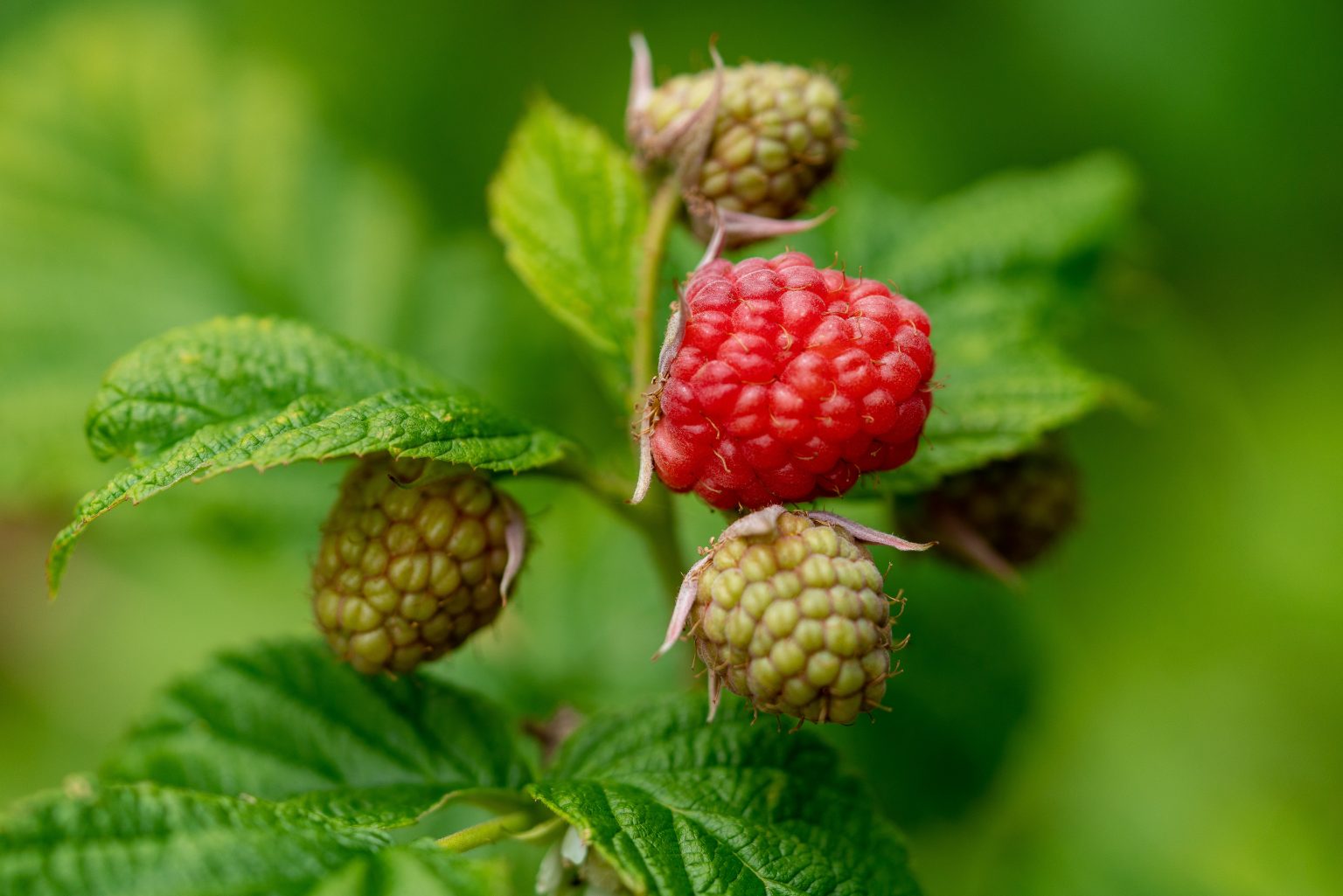 Raspberry cultivation in greenhouses: high yields and quality fruits ...
