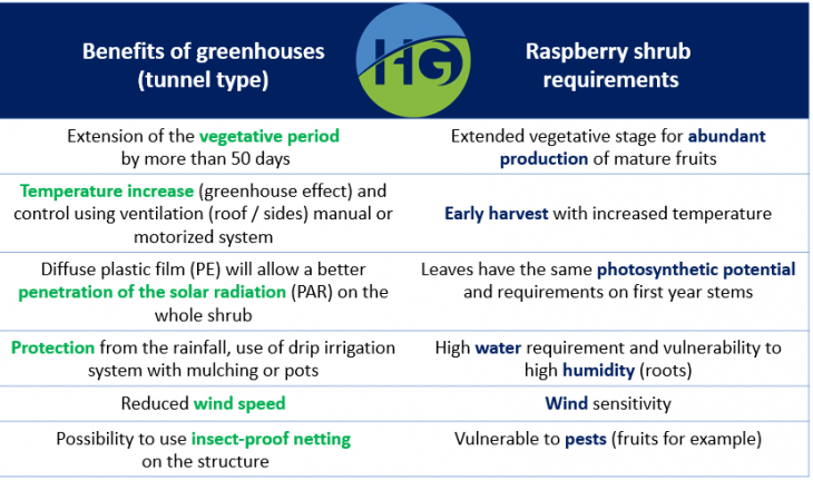 Raspberry cultivation in greenhouses: high yields and quality fruits ...