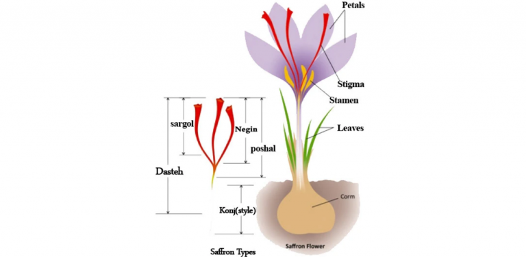 Introduction to saffron cultivation - Horti Generation