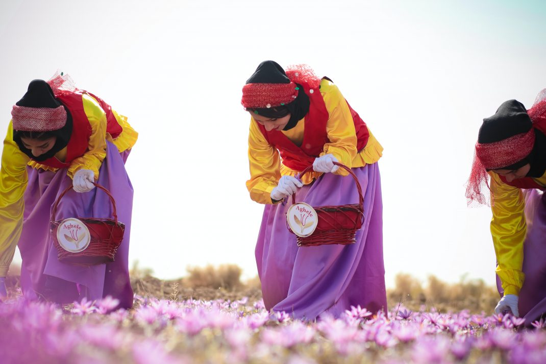 Introduction to saffron cultivation - Horti Generation
