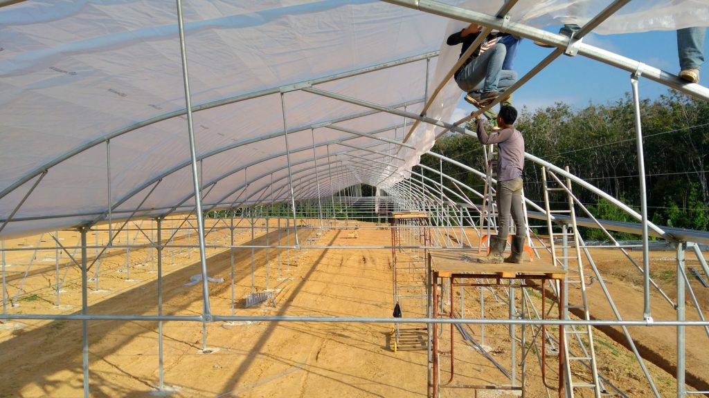 Malaysian mango trees cultivated in a greenhouse - Horti Generation