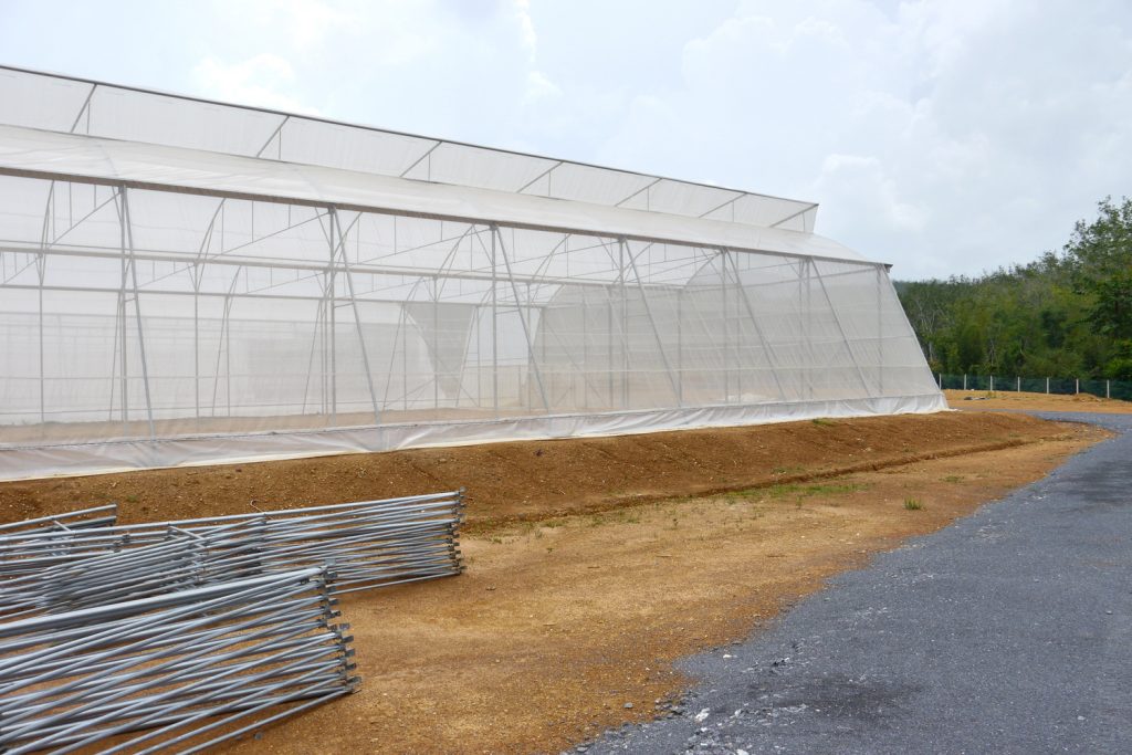Malaysian mango trees cultivated in a greenhouse - Horti Generation