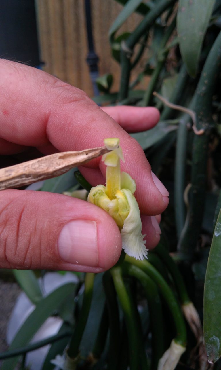 Vanilla production in a plastic greenhouse - Horti Generation