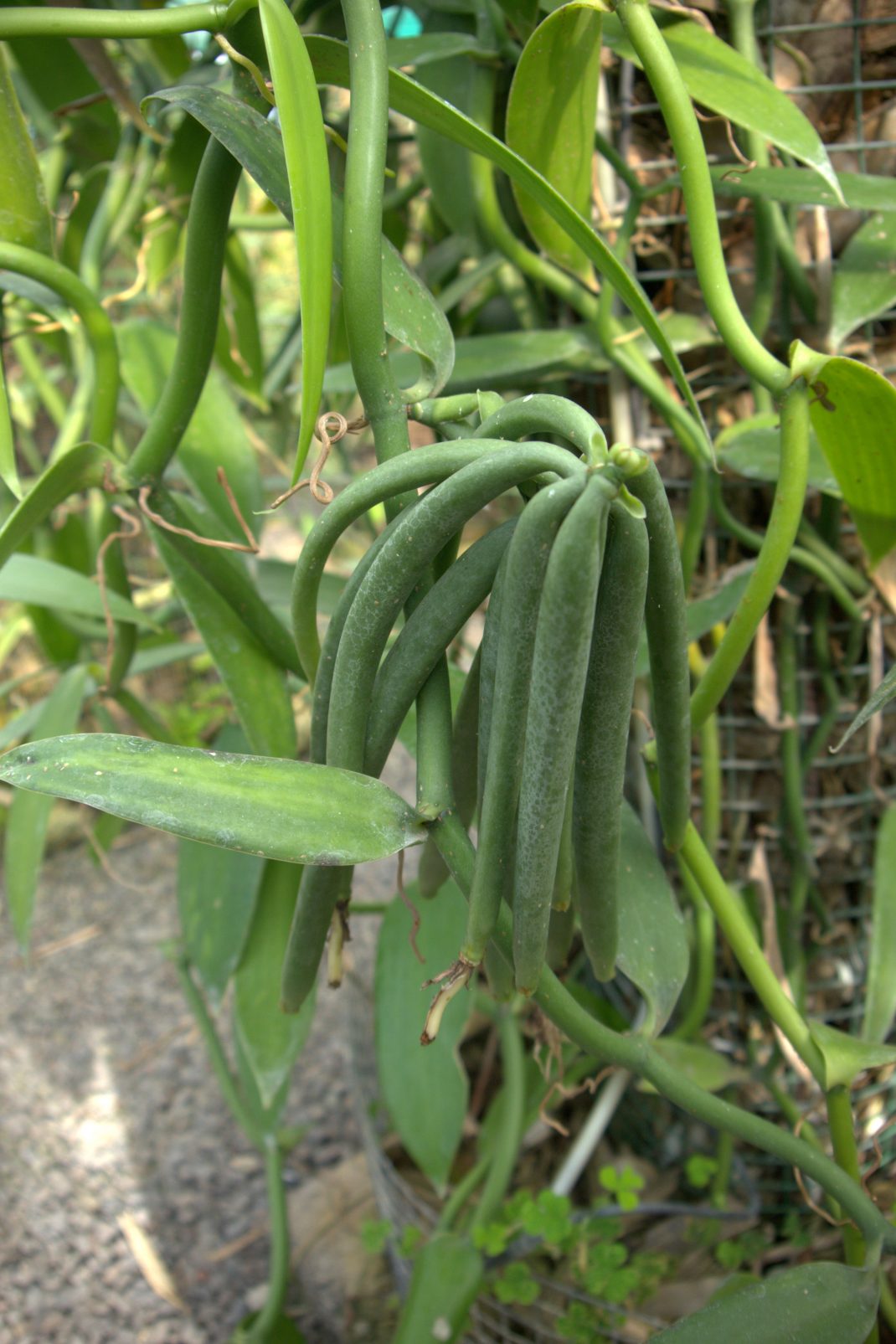 Vanilla production in a plastic greenhouse - Horti Generation