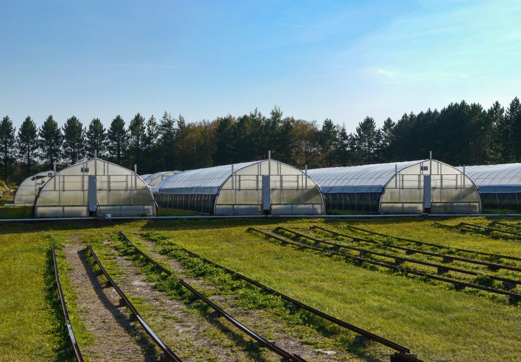 Tree seedlings cultivation in a greenhouse - Horti Generation