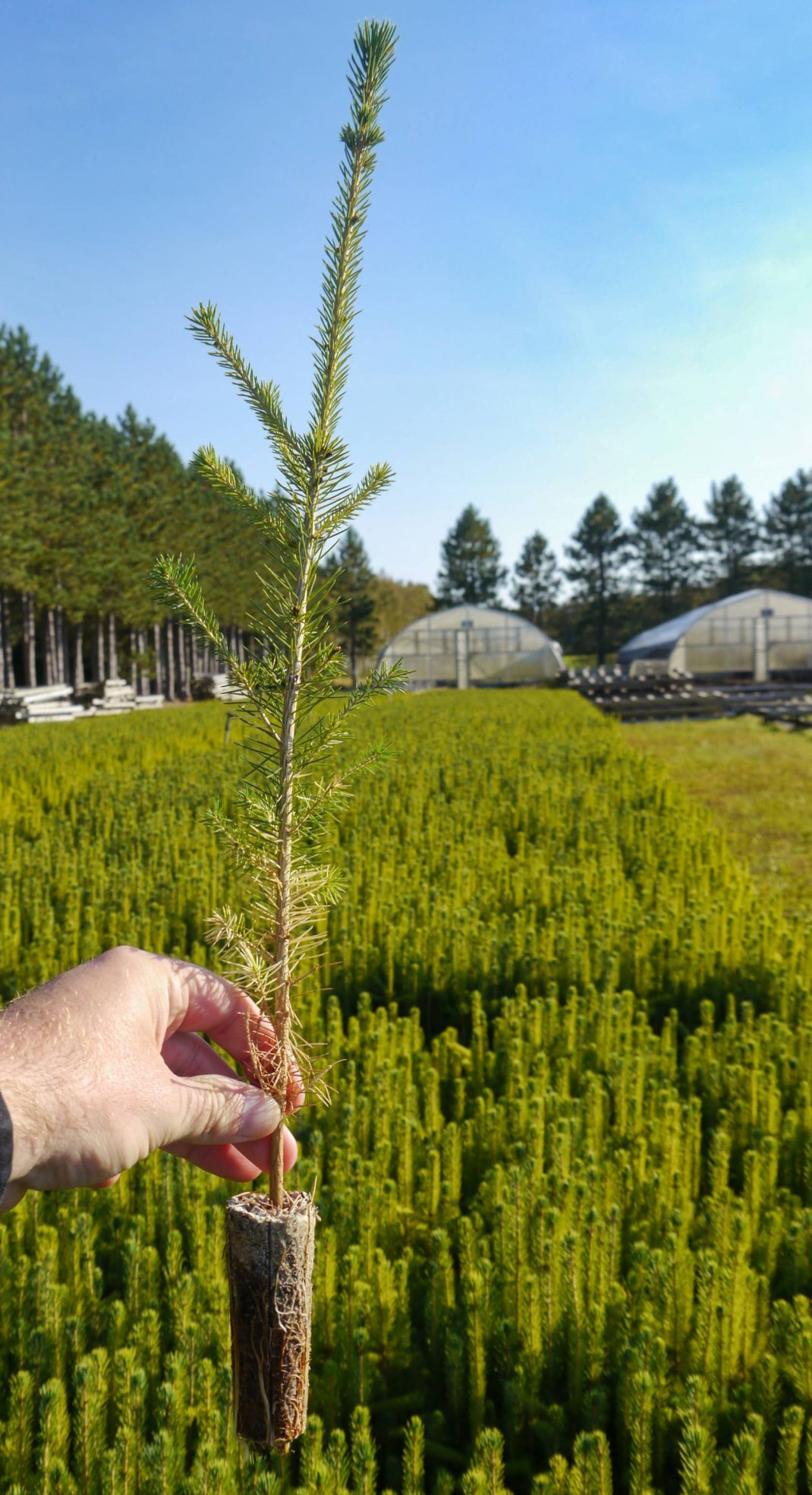 Tree seedlings cultivation in a greenhouse - Horti Generation