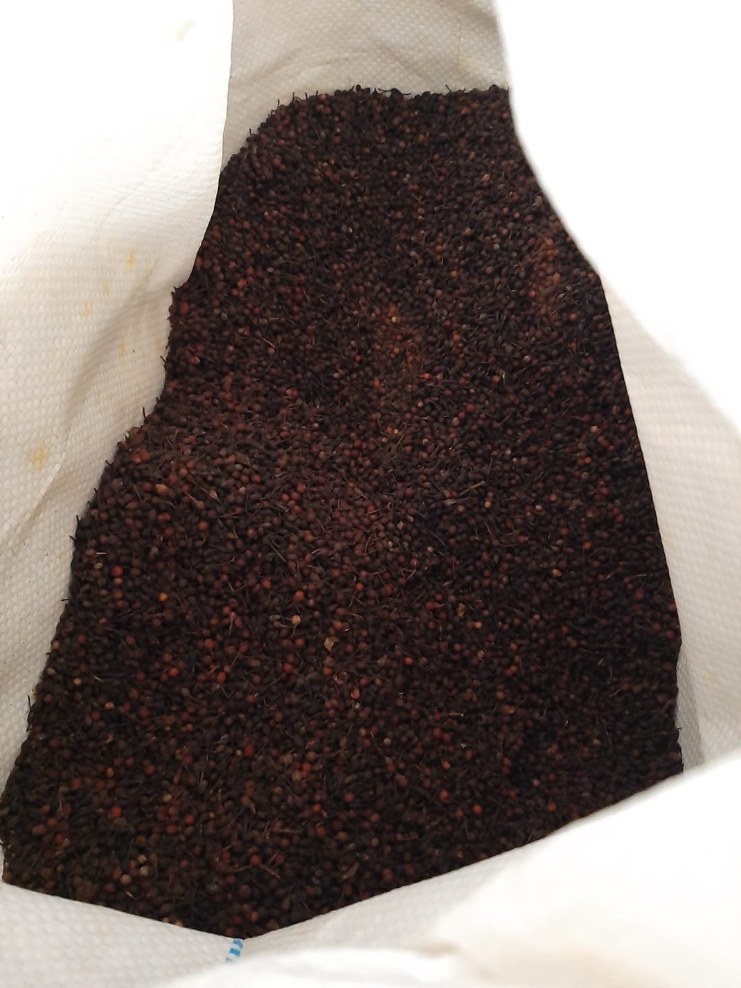 The Voatsiperifery wild pepper from Madagascar - Horti Generation