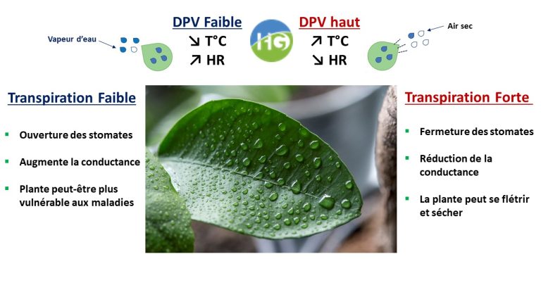 Pourquoi le déficit de pression de vapeur (DPV) est-il un indicateur ...