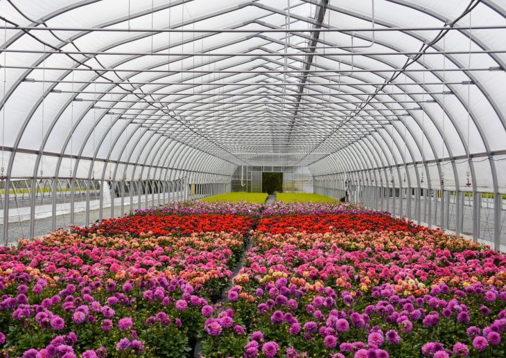 7 reasons to have a greenhouse with a Gothic design - Horti Generation