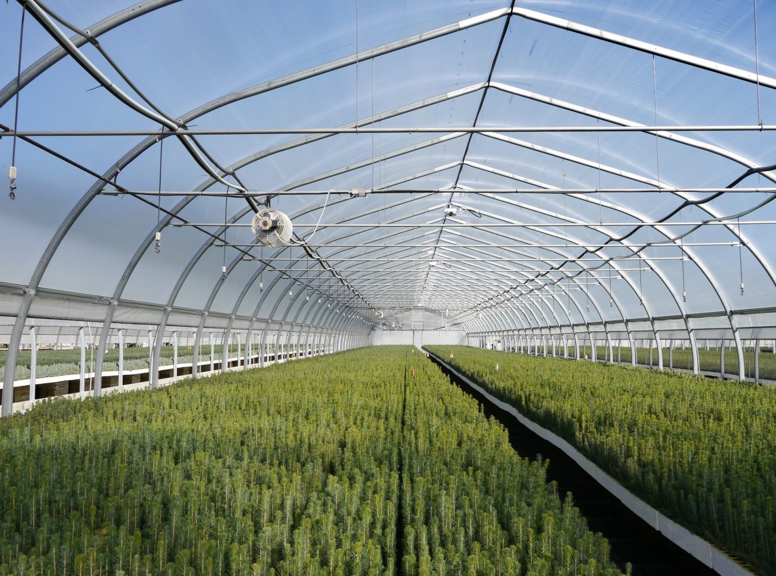 7 reasons to have a greenhouse with a Gothic design - Horti Generation