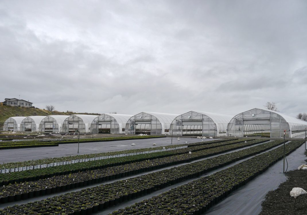 7 reasons to have a greenhouse with a Gothic design - Horti Generation