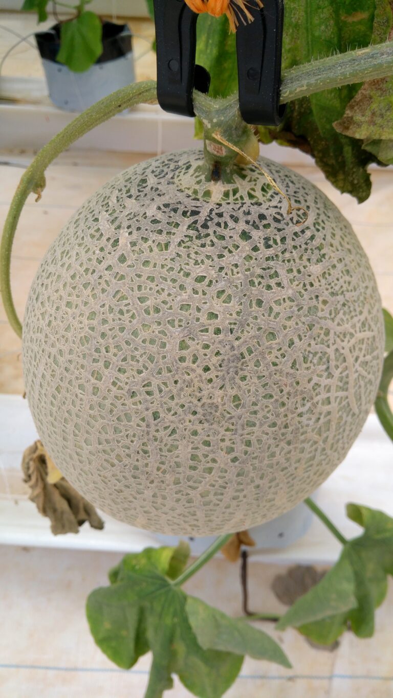 Hydroponic trellised melons greenhouse system - Horti Generation