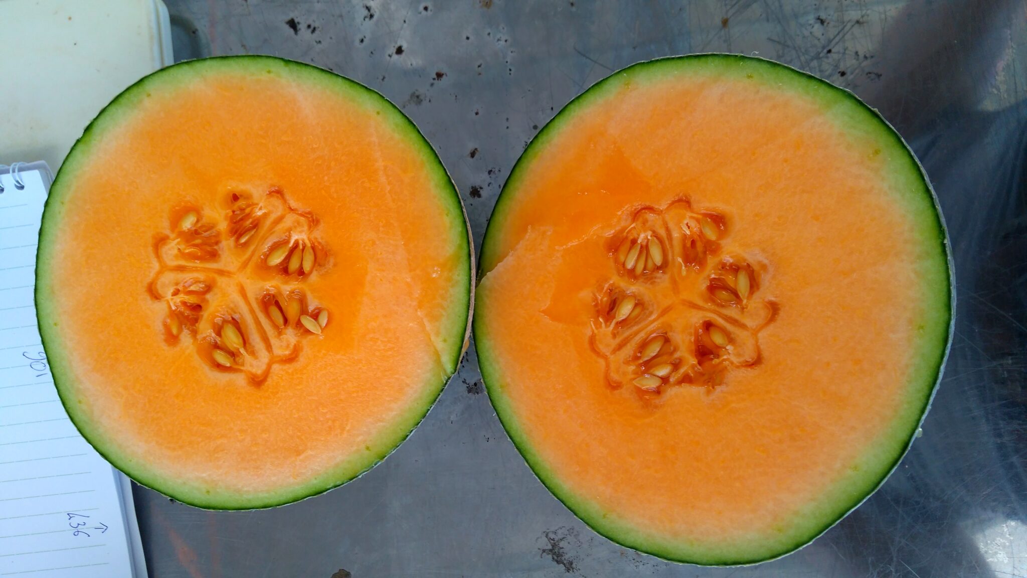 Hydroponic trellised melons greenhouse system - Horti Generation