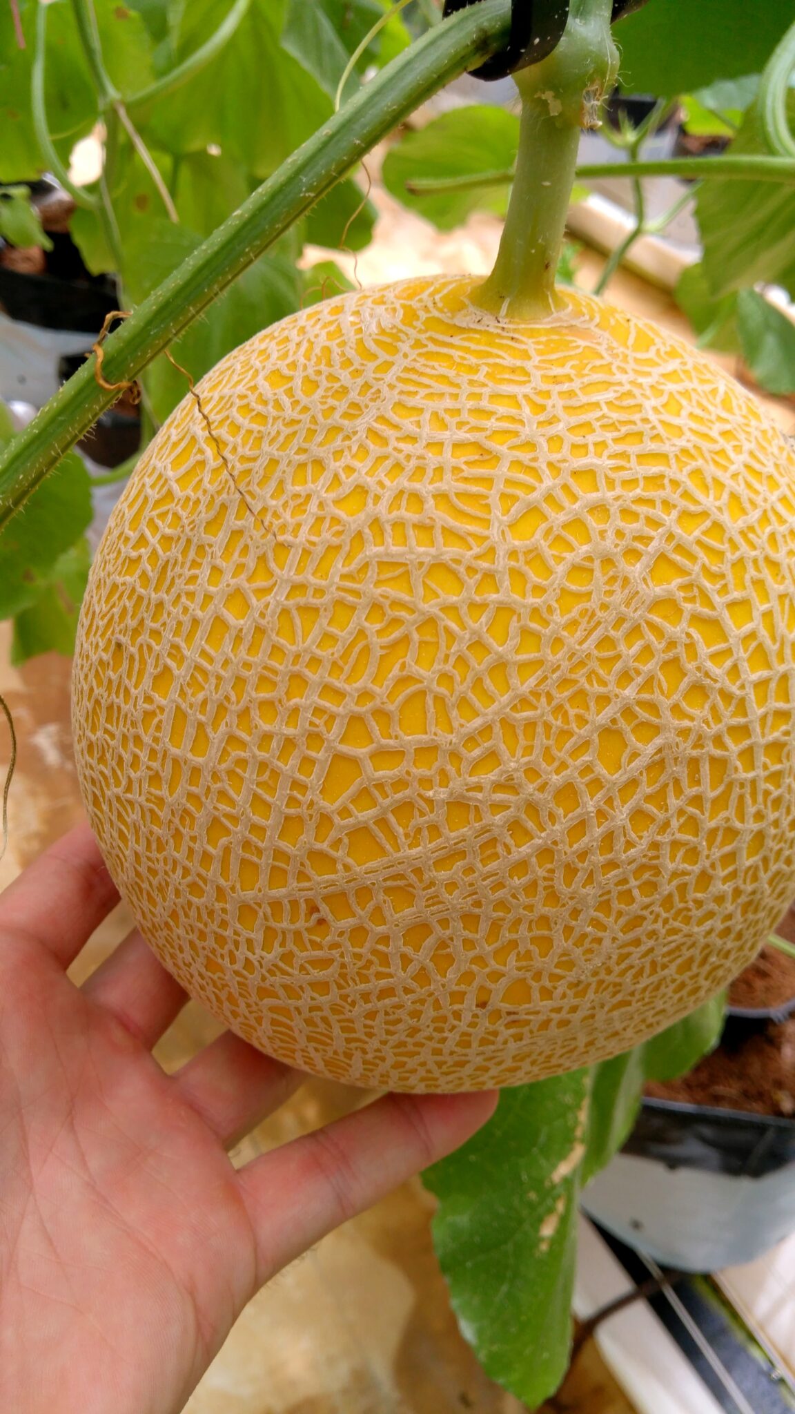 Hydroponic trellised melons greenhouse system - Horti Generation