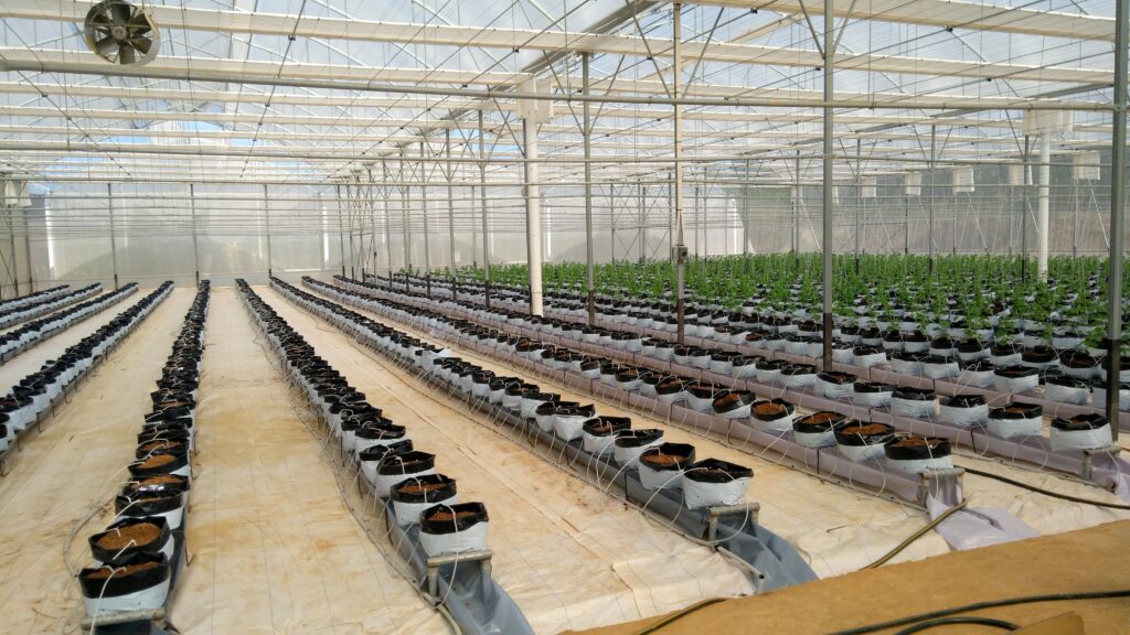 Hydroponic trellised melons greenhouse system - Horti Generation