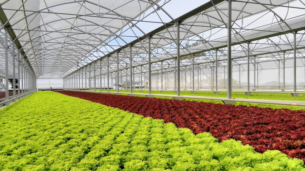 5 Mistakes To Avoid Hydroponic Greenhouse For Leafy Greens Horti Generation