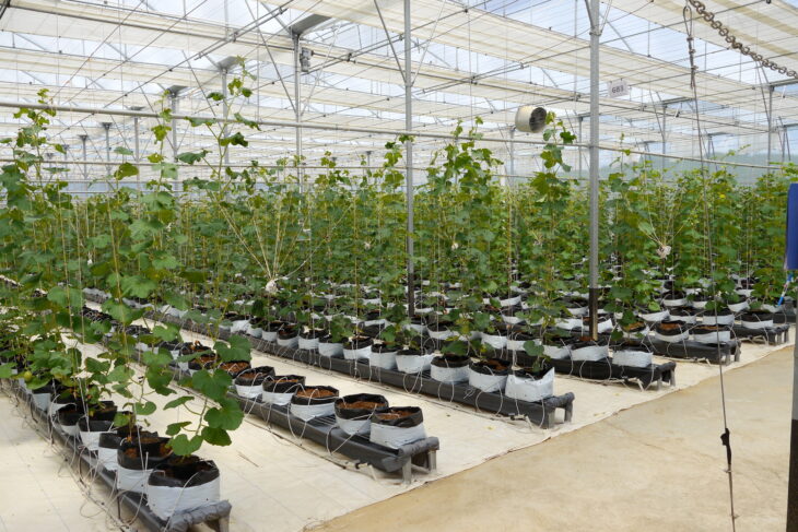 Hydroponic trellised melons greenhouse system - Horti Generation