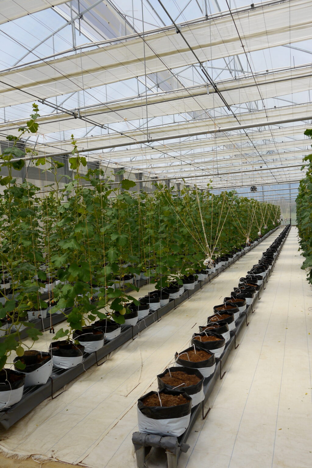 Hydroponic trellised melons greenhouse system - Horti Generation