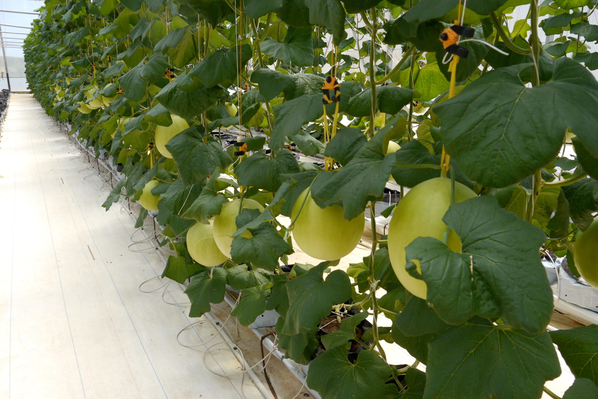 Hydroponic trellised melons greenhouse system - Horti Generation