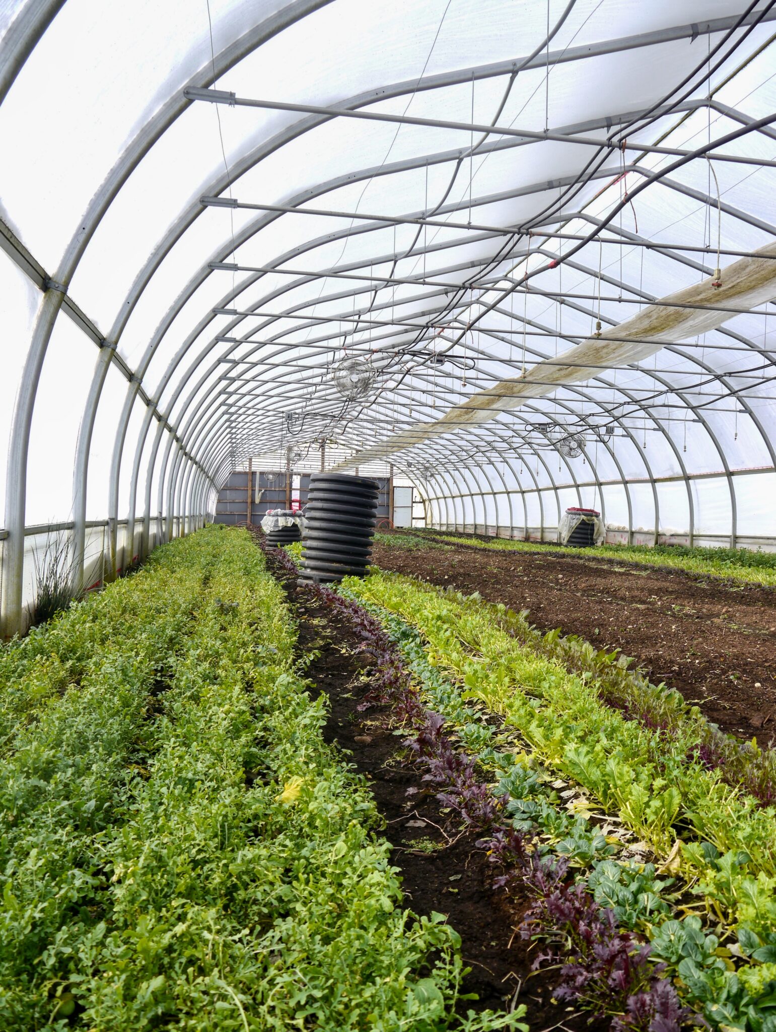 Climate-battery energy savings low tech greenhouse system - Horti ...