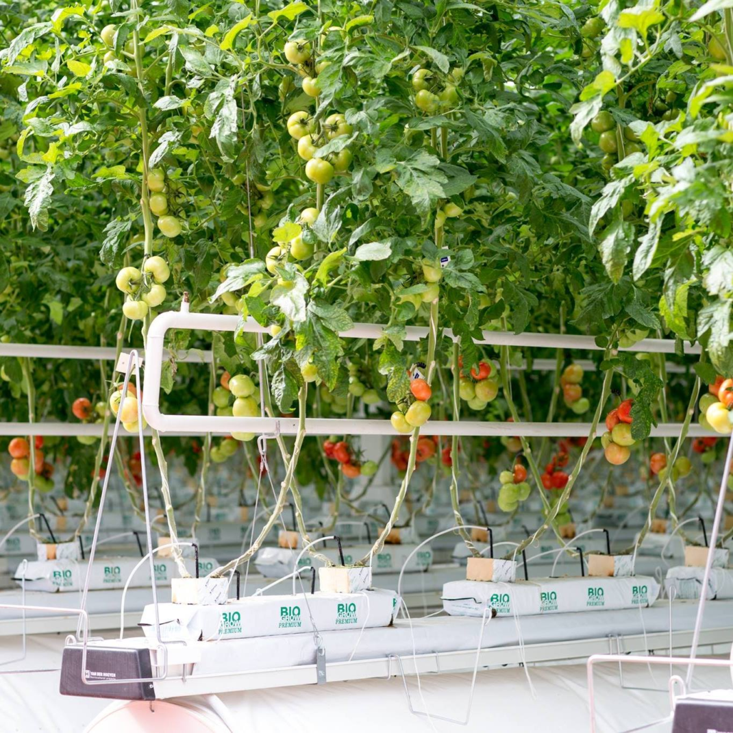 Coco coir or rockwool substrate in the horticulture industry ? - Horti ...