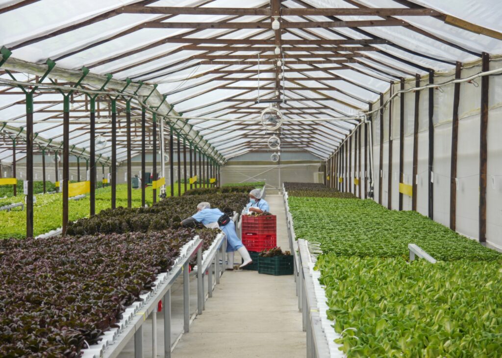Mid-tech leafy-greens & herbs greenhouse system in Central-America ...